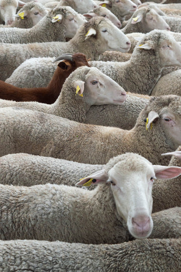 Ethical wool knitwear from Spain – Floca